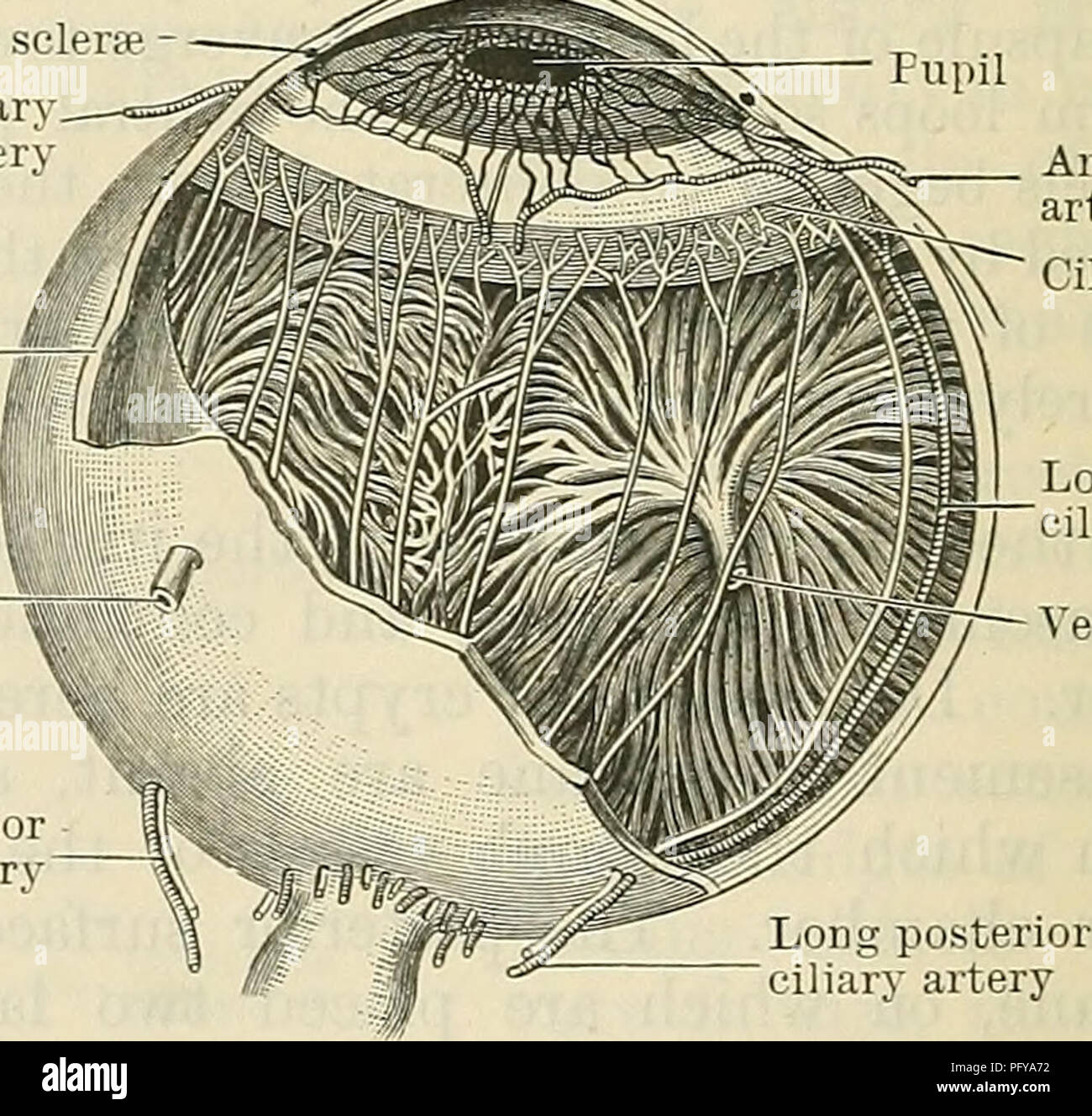 Anterior ciliary arteries immagini e fotografie stock ad alta ...
