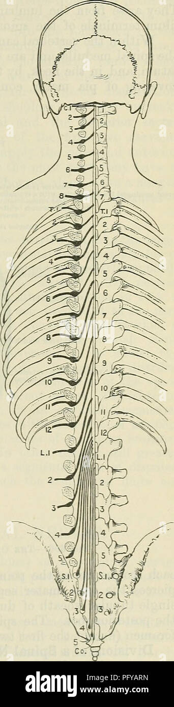 Nervi Spinali Afferenti Immagini e Fotos Stock - Alamy