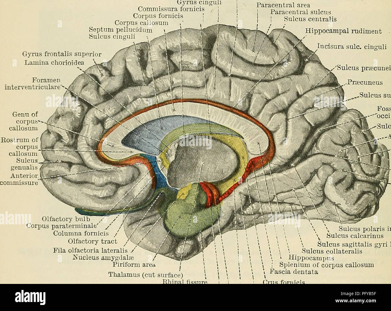 Anatomia dell'ippocampo immagini e fotografie stock ad alta risoluzione ...