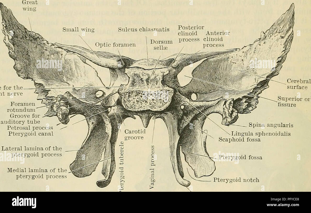 Pterygoid process immagini e fotografie stock ad alta risoluzione - Alamy