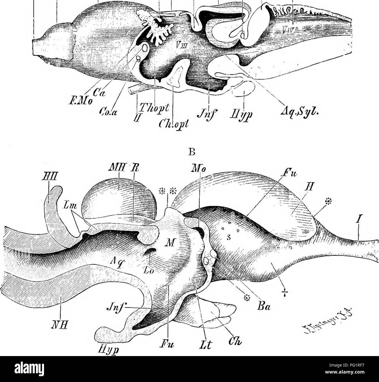 Anatomia dell'ippocampo immagini e fotografie stock ad alta risoluzione ...