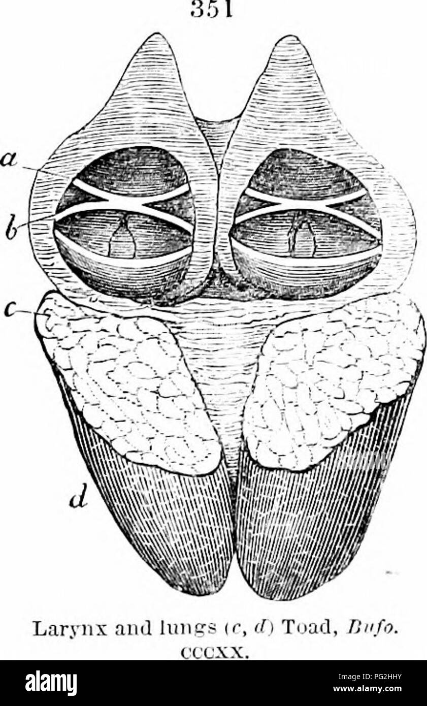 . Sull'anatomia dei vertebrati. Vertebrati, Anatomia, comparativo; 1866 ...