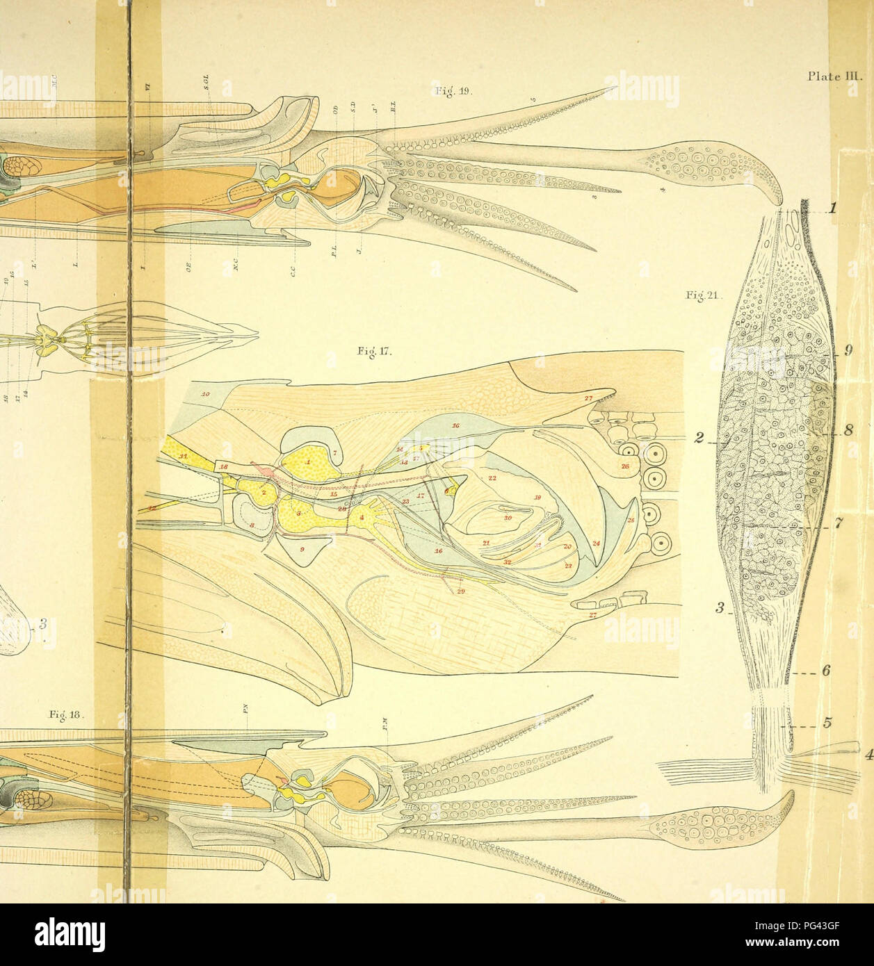Anatomia Del Calamaro Immagini e Fotos Stock - Alamy