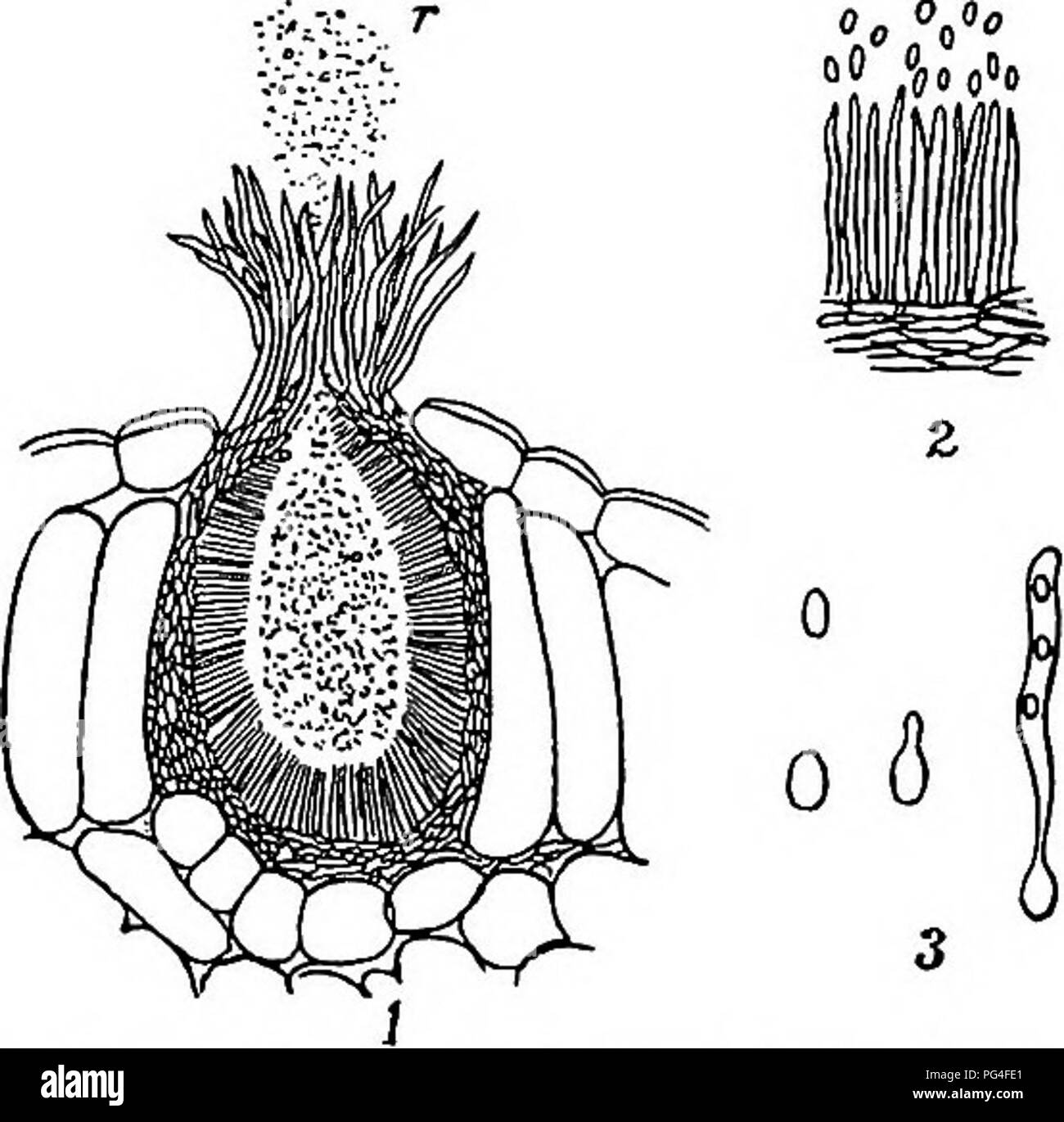 Cellule riproduttive maschili Foto e Immagini Stock in Bianco e Nero ...