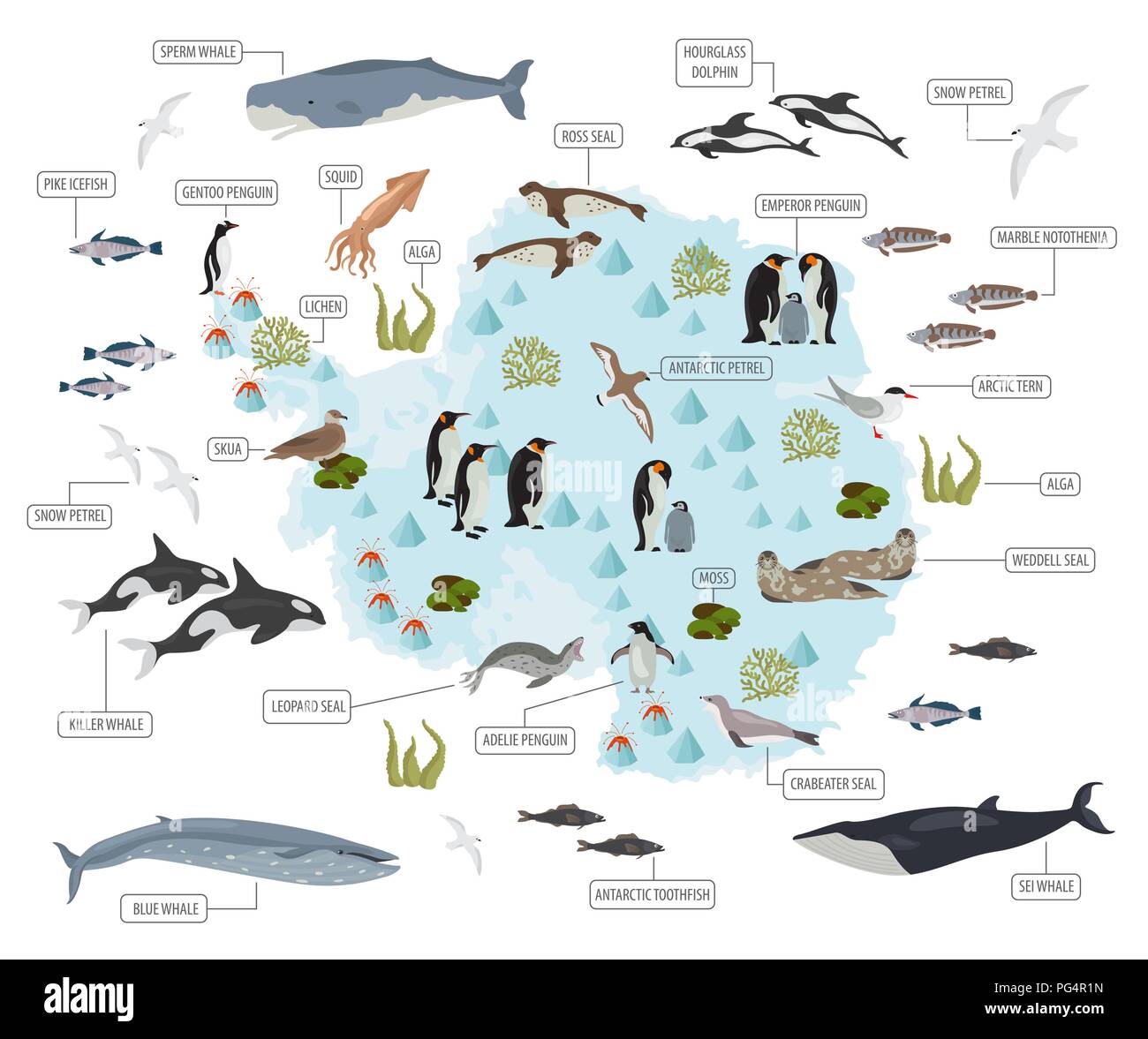 Antartico, Antartide, la flora e la fauna mappa, elementi piani ...