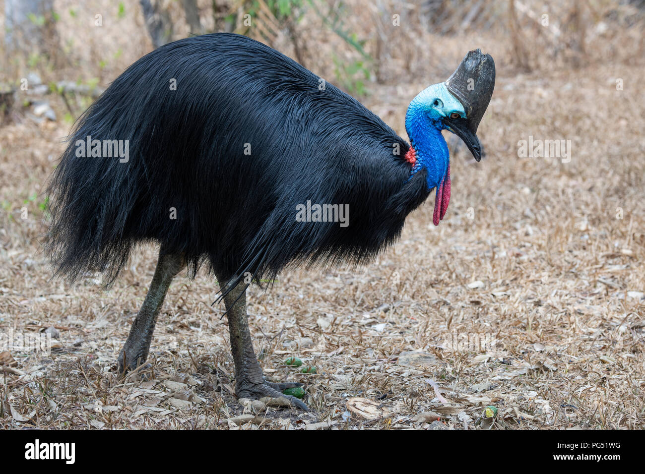 Casuarius casuarius johnsonii immagini e fotografie stock ad alta ...