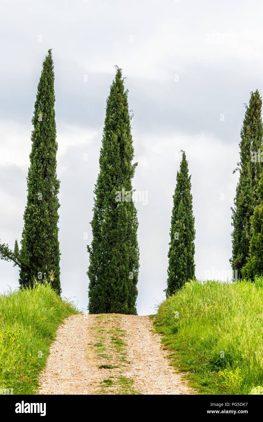 Strada sterrata di campagna in toscana immagini e fotografie stock ad ...