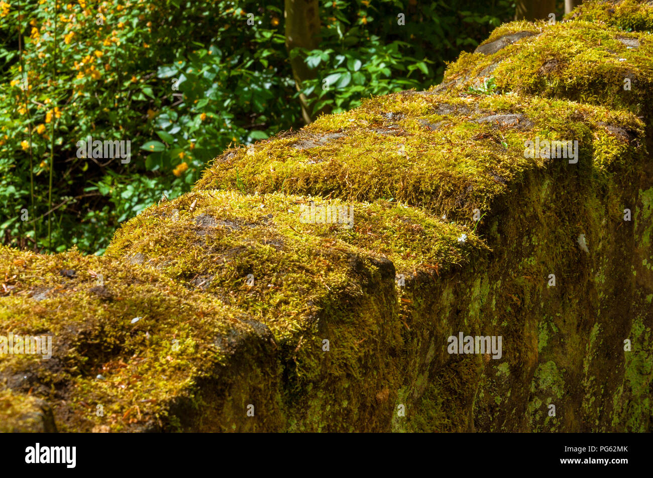 Pareti muschiose immagini e fotografie stock ad alta risoluzione - Alamy