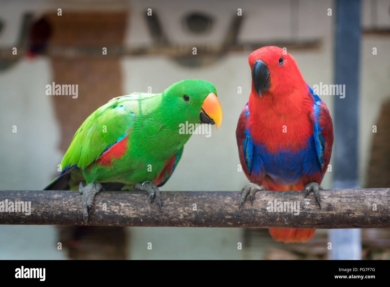 Pappagallo Verde Rosso Immagini e Fotos Stock - Alamy