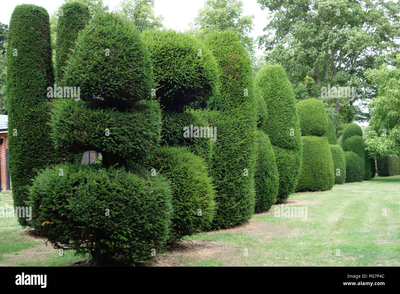 Arbusti da giardino topiaria piante arbustive immagini e fotografie ...
