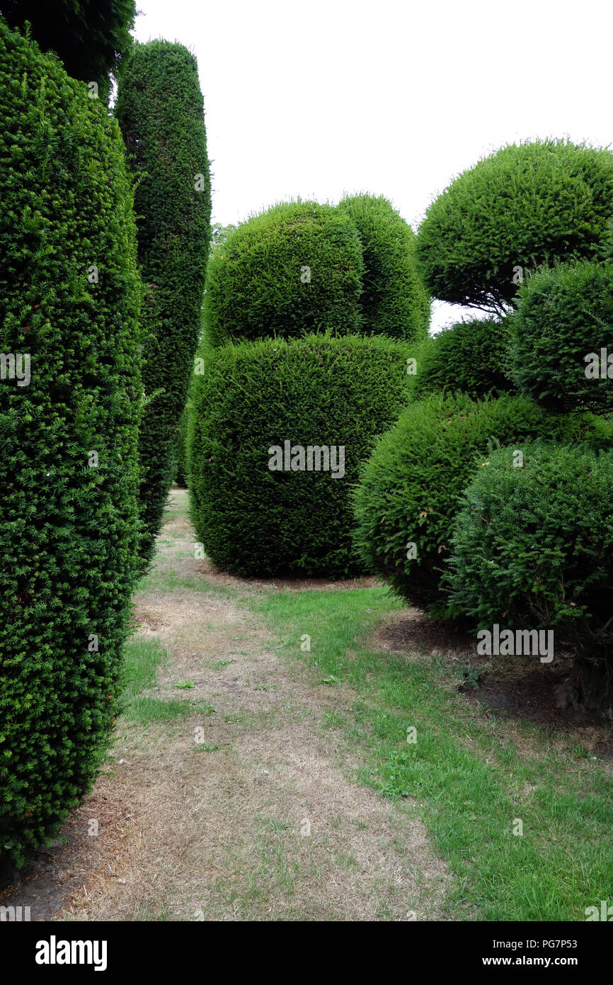 Arbusti da giardino topiaria piante arbustive immagini e fotografie ...
