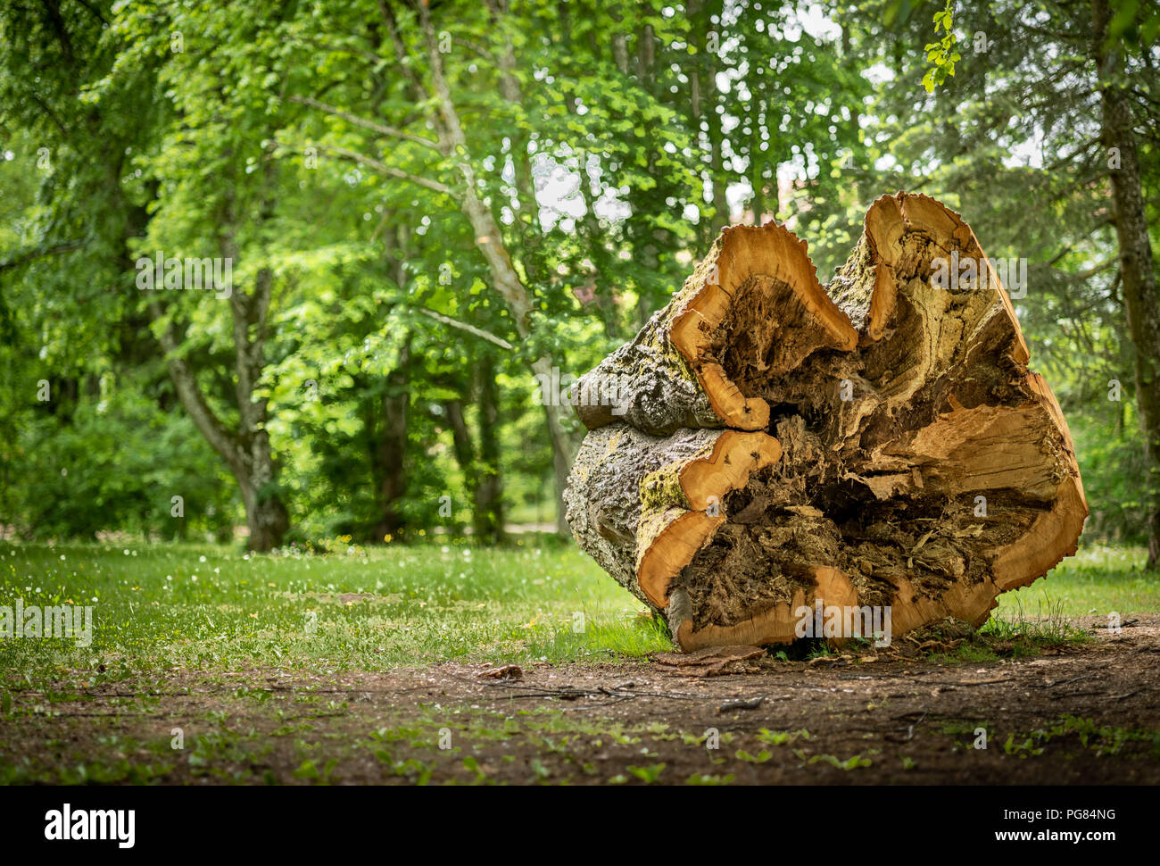 Albero con tronco cavo immagini e fotografie stock ad alta risoluzione ...