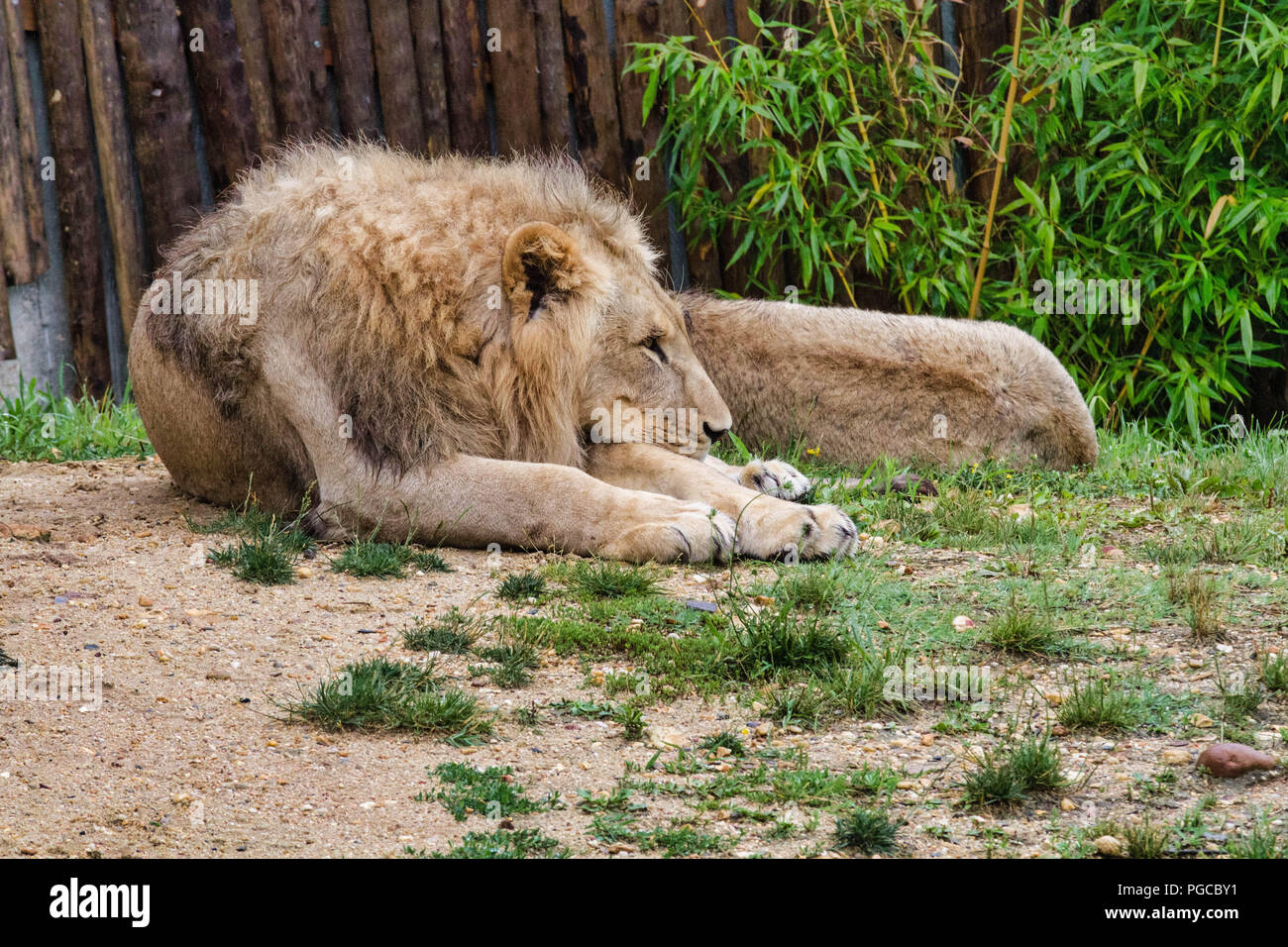 Le lion est une espèce de mammifères carnivori de la Famille des ...