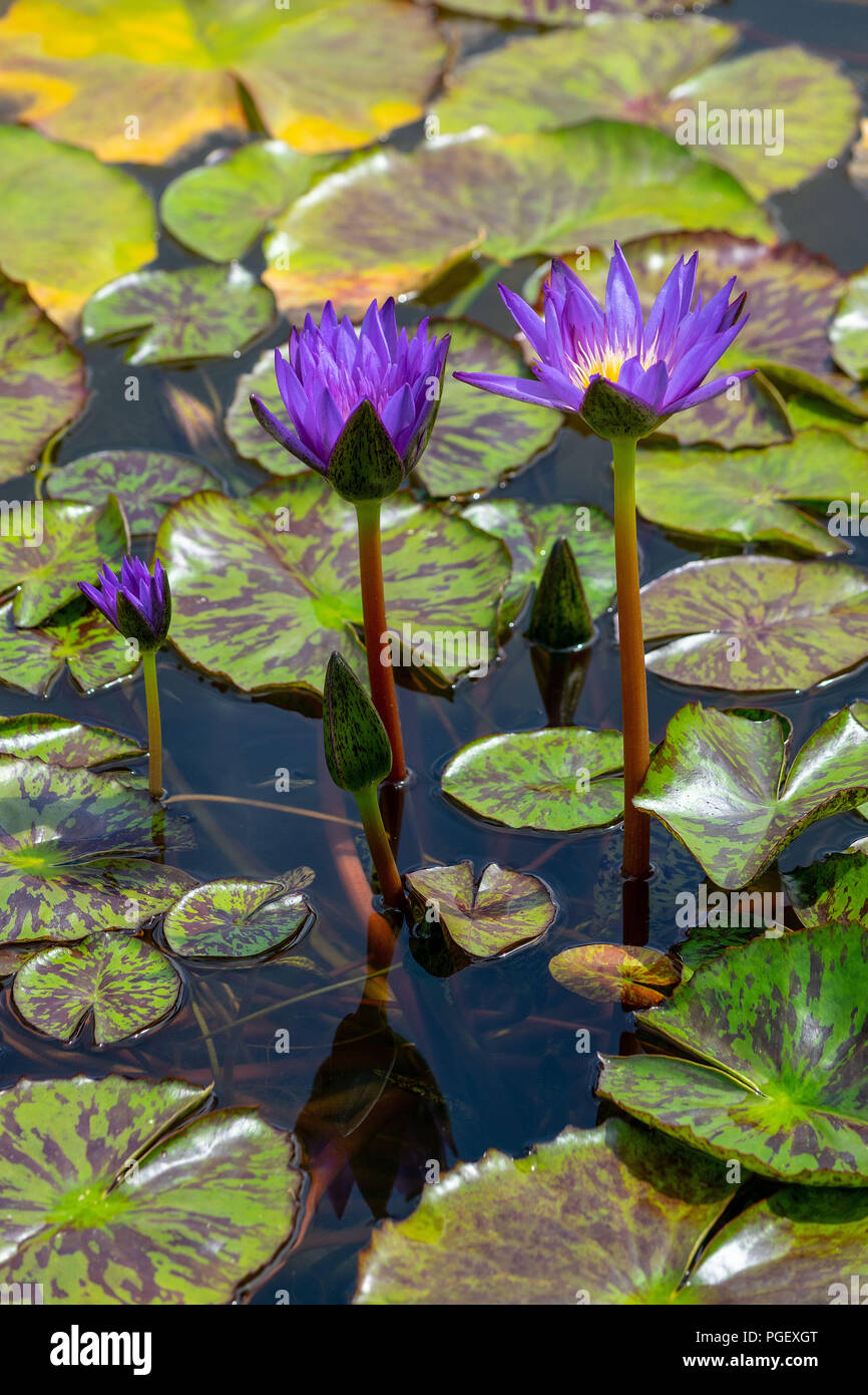 Simbolismo di ninfee immagini e fotografie stock ad alta risoluzione ...