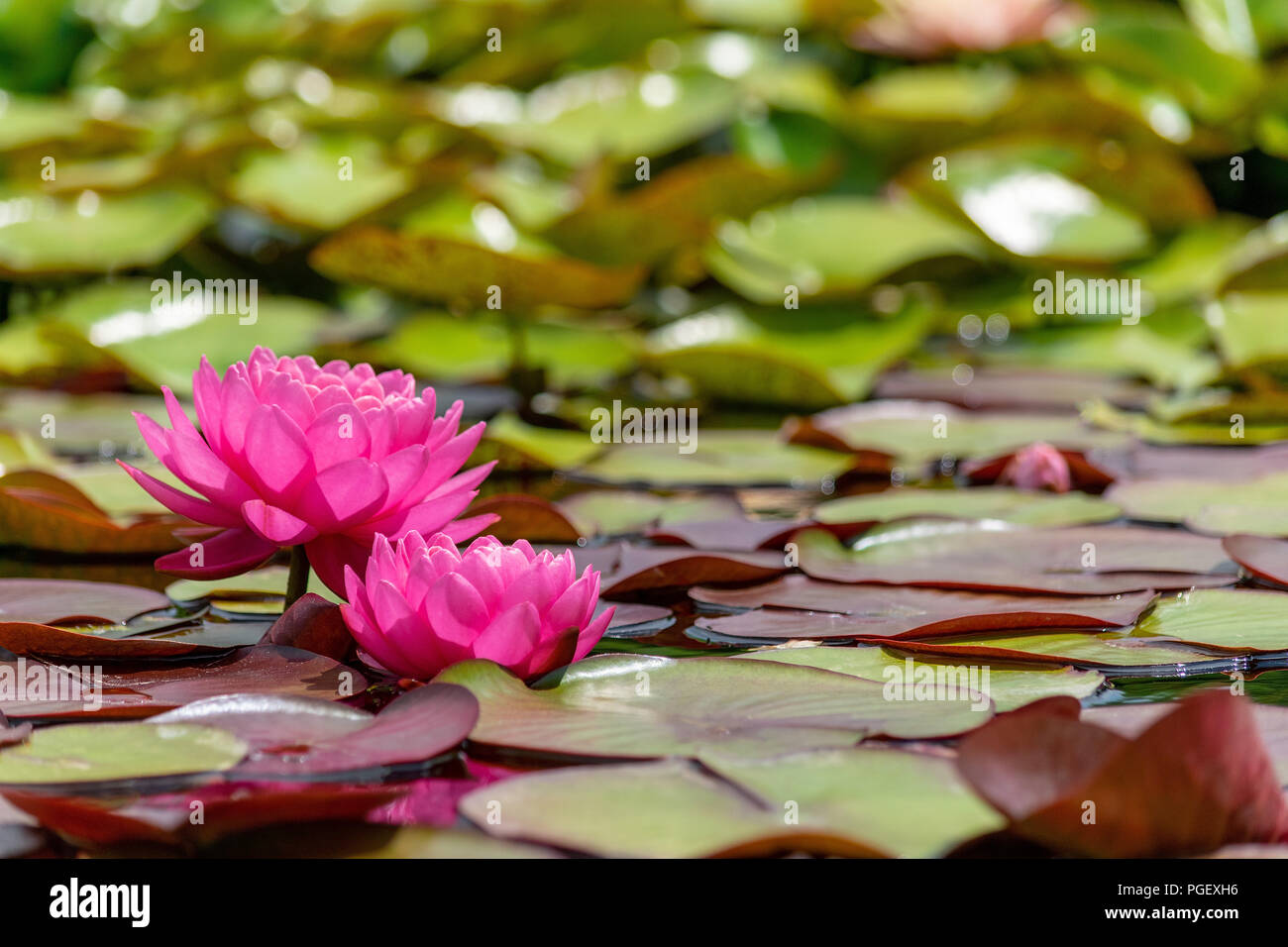 Simbolismo di ninfee immagini e fotografie stock ad alta risoluzione ...