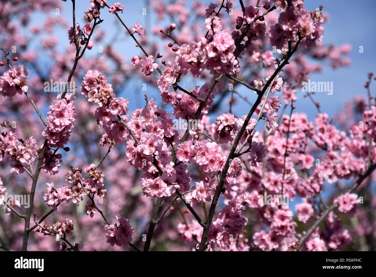Fiori di Ciliegio fioritura in primavera. Rosa fiori di ciliegio in ...