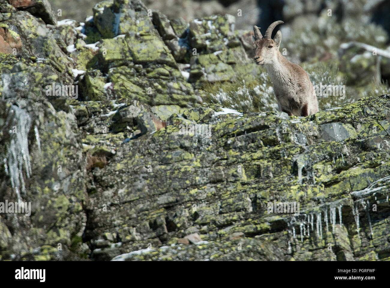 Capra iberica immagini e fotografie stock ad alta risoluzione - Alamy