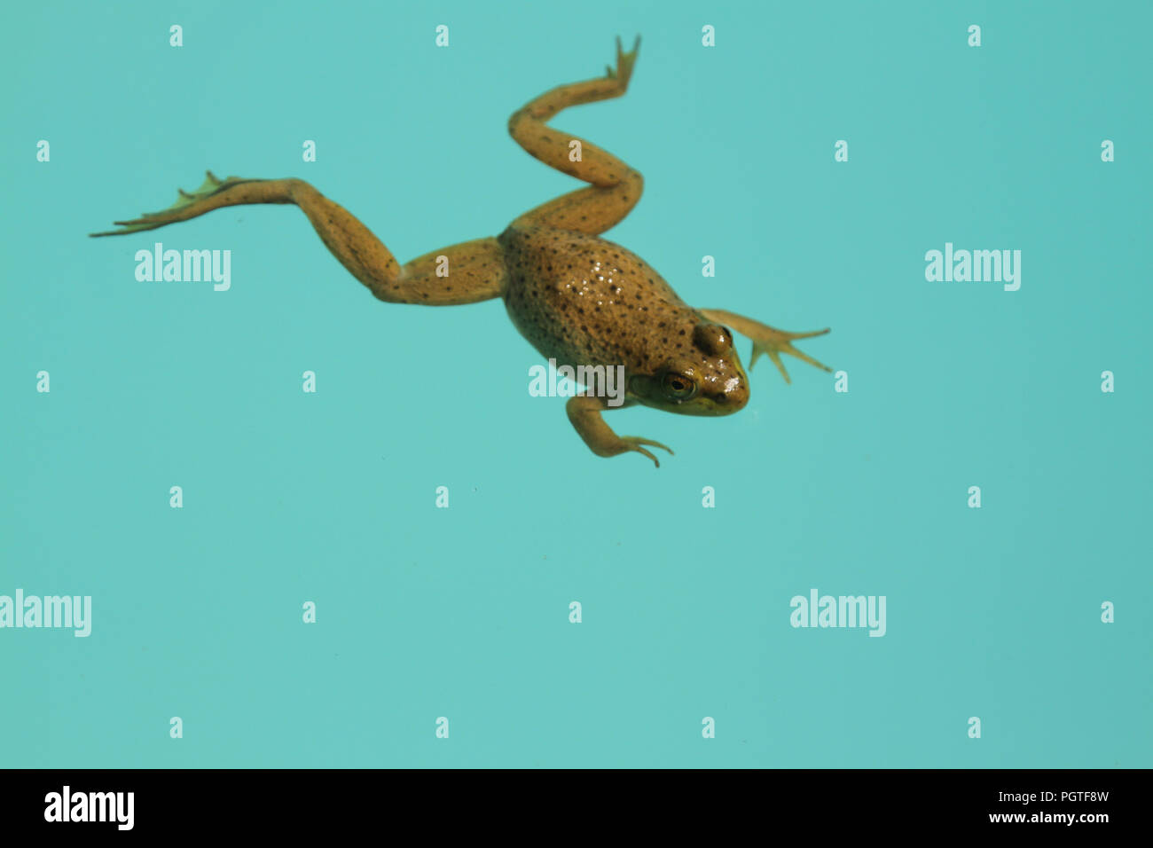 Gambe in una piscina immagini e fotografie stock ad alta risoluzione ...