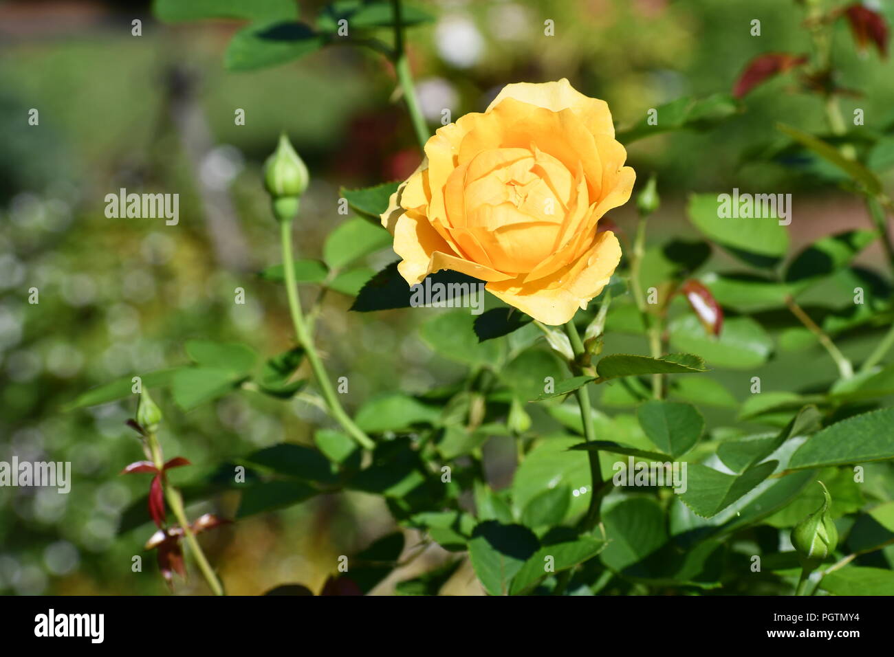 Rosa gialla del texas immagini e fotografie stock ad alta risoluzione ...