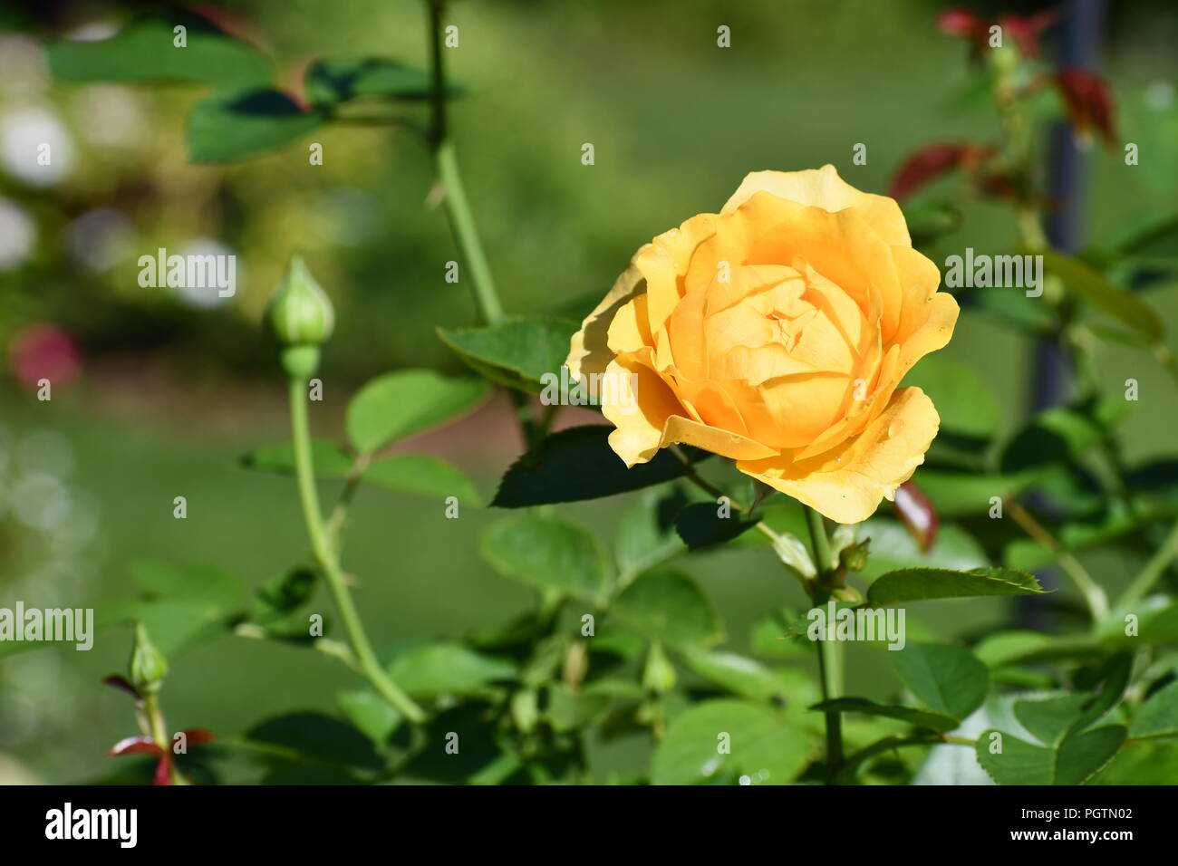 Rosa gialla del texas immagini e fotografie stock ad alta risoluzione ...
