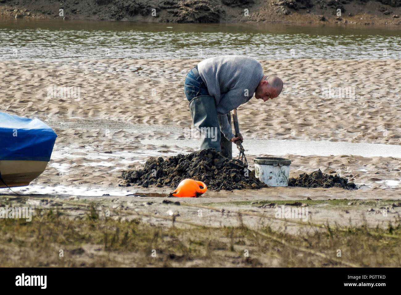 Lugworms per esca immagini e fotografie stock ad alta risoluzione - Alamy