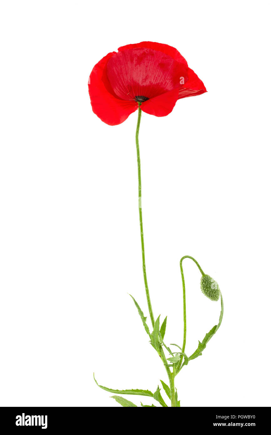 Papavero rosso fiore isolato su sfondo bianco Foto stock - Alamy