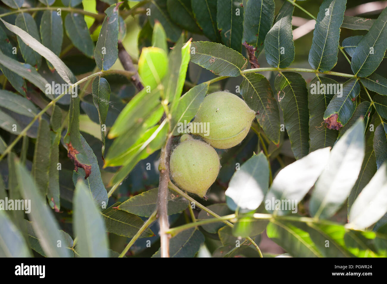 Noce nera del sud della california immagini e fotografie stock ad alta ...