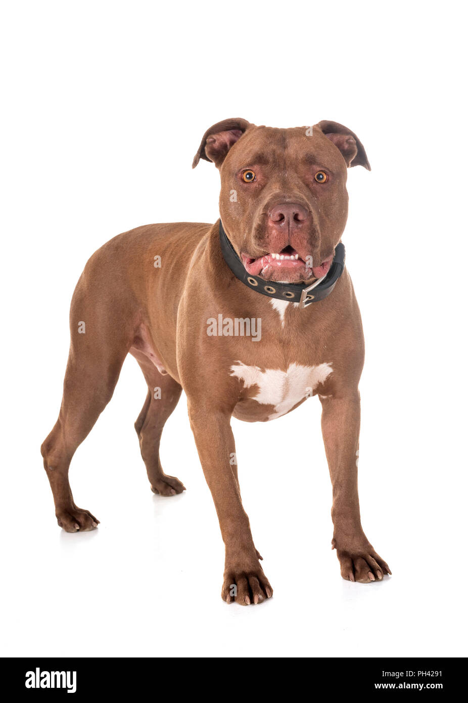 Red nose pitbull immagini e fotografie stock ad alta risoluzione - Alamy