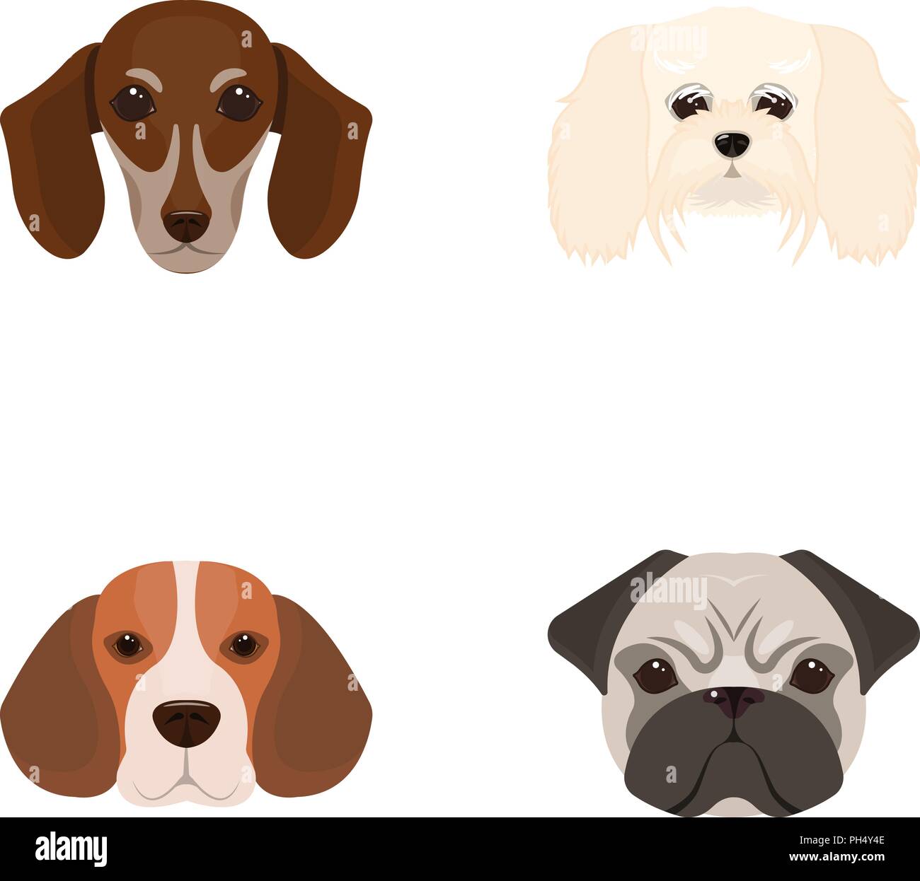 Muso di razze diverse di cani.cane di razza bassotto lapdog beagle, pug ...