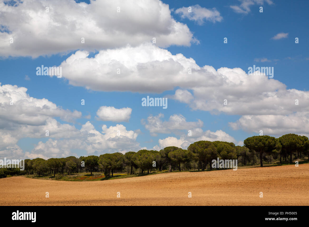 Leccio quercus ilex immagini e fotografie stock ad alta risoluzione - Alamy