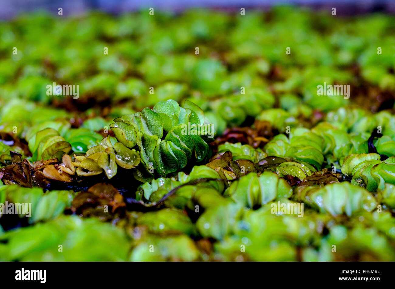Acquatico acquatico immagini e fotografie stock ad alta risoluzione - Alamy