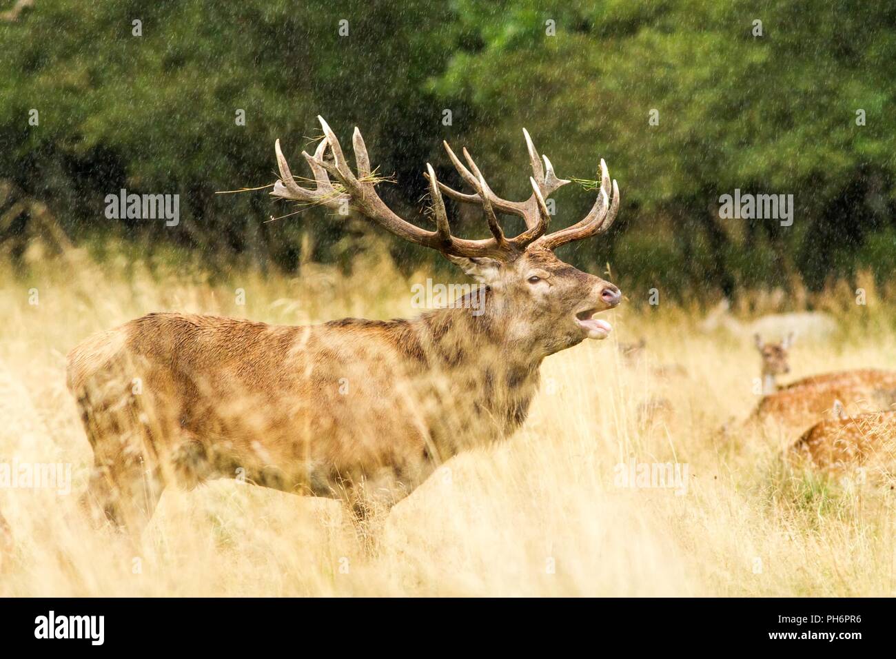 Anche le femmine hanno le corna immagini e fotografie stock ad alta ...
