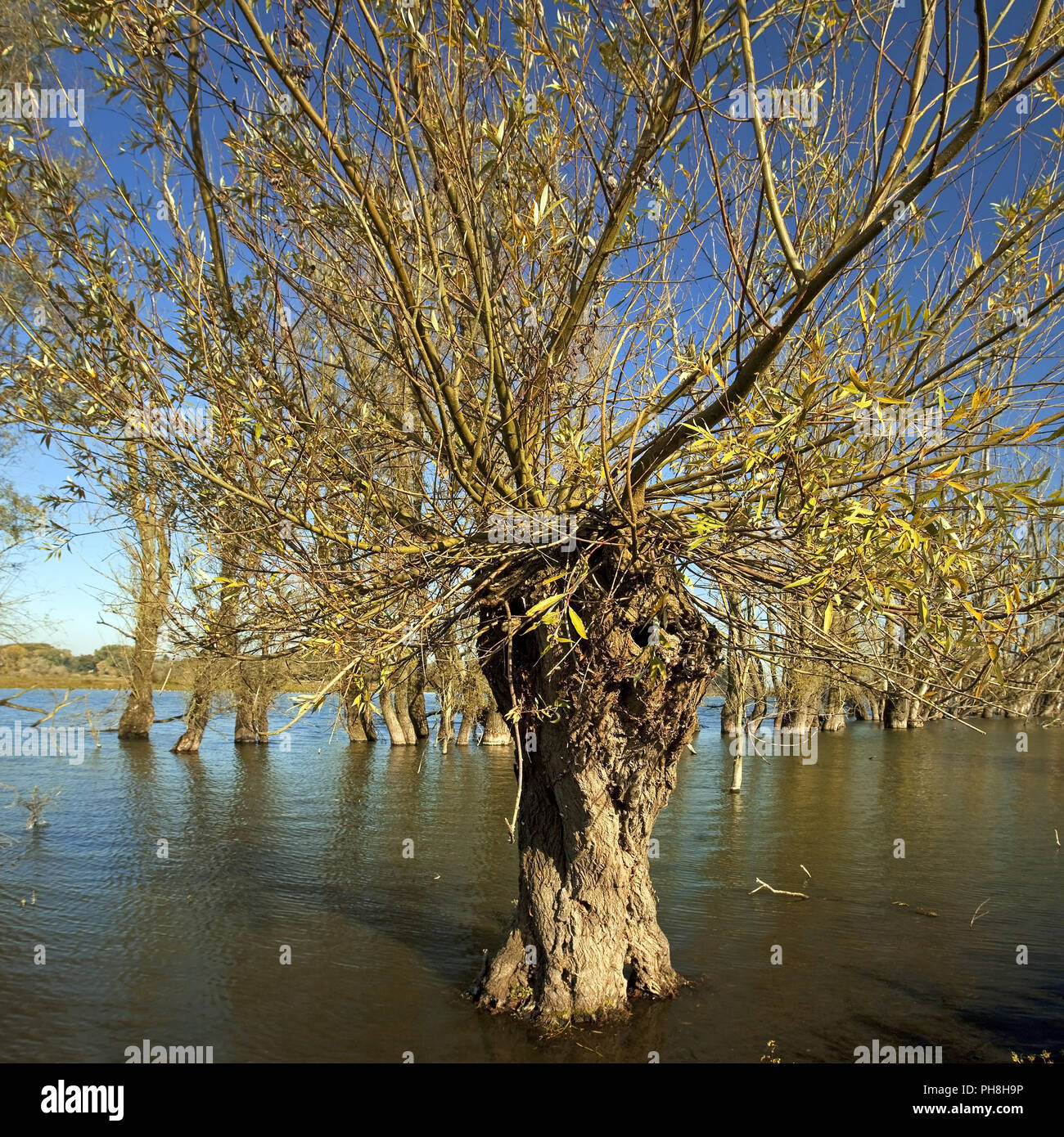 Salice Bianco Salix Alba Immagini e Fotos Stock - Alamy