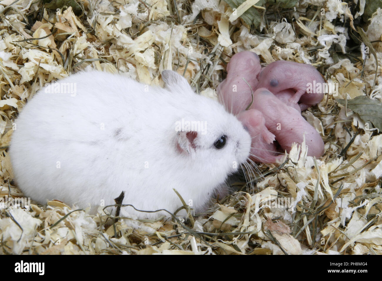 Criceto nano russo immagini e fotografie stock ad alta risoluzione - Alamy