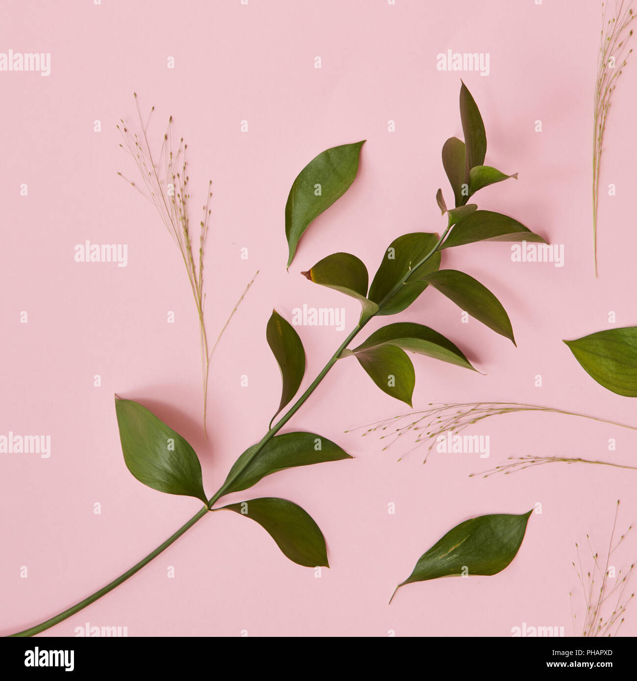 Sfondo rosa con foglie immagini e fotografie stock ad alta risoluzione ...