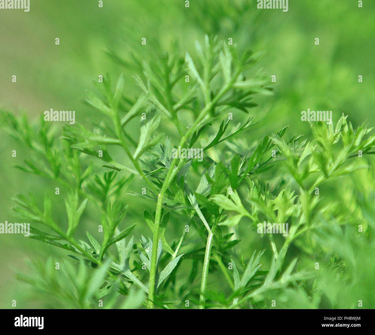 Coltivare il prezzemolo immagini e fotografie stock ad alta risoluzione ...