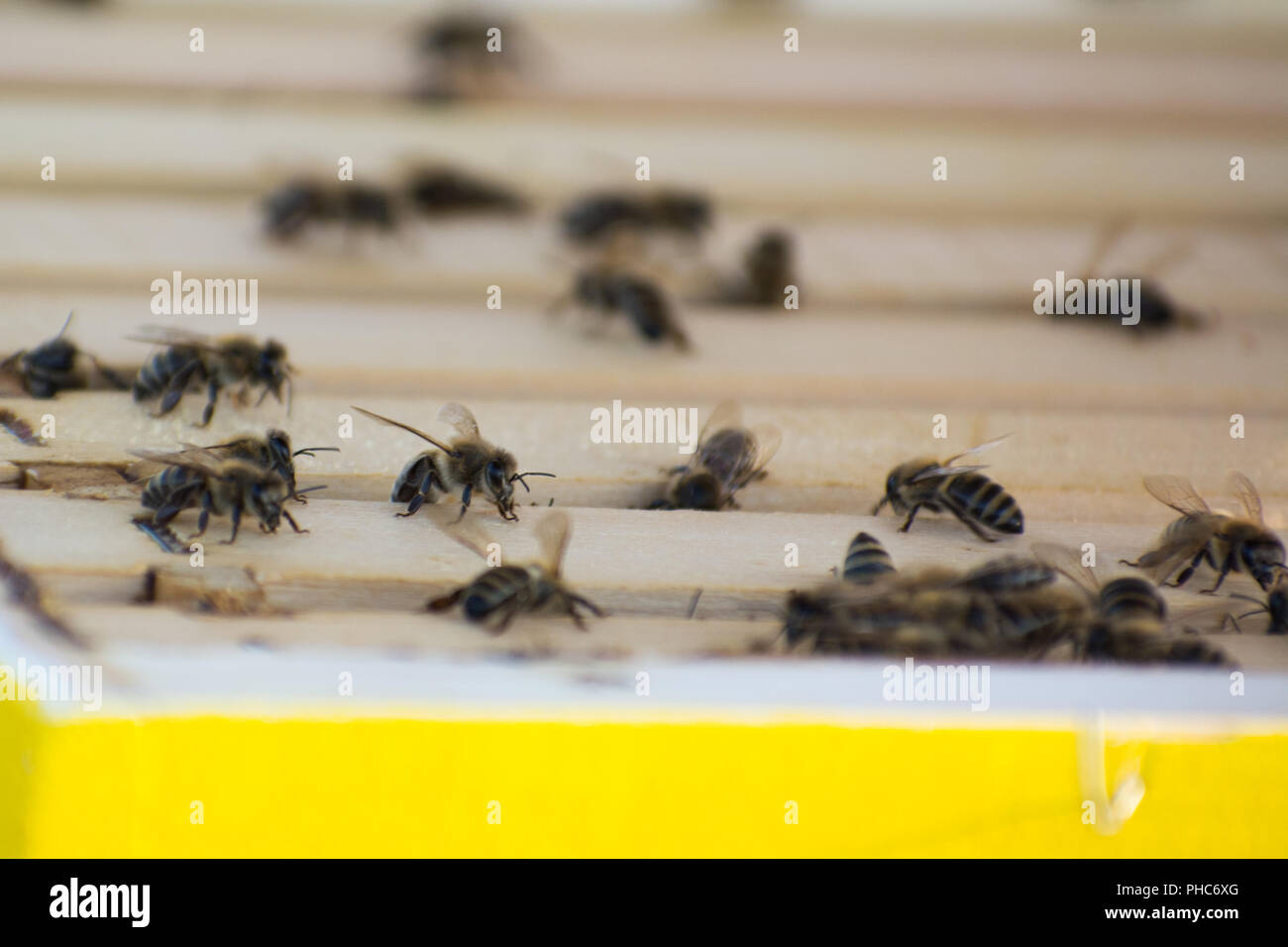 Dentro un alveare immagini e fotografie stock ad alta risoluzione - Alamy