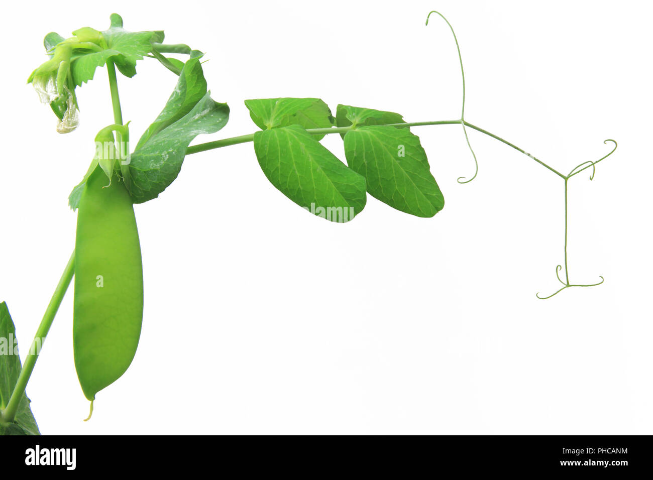 Pianta di pisello verde immagini e fotografie stock ad alta risoluzione ...
