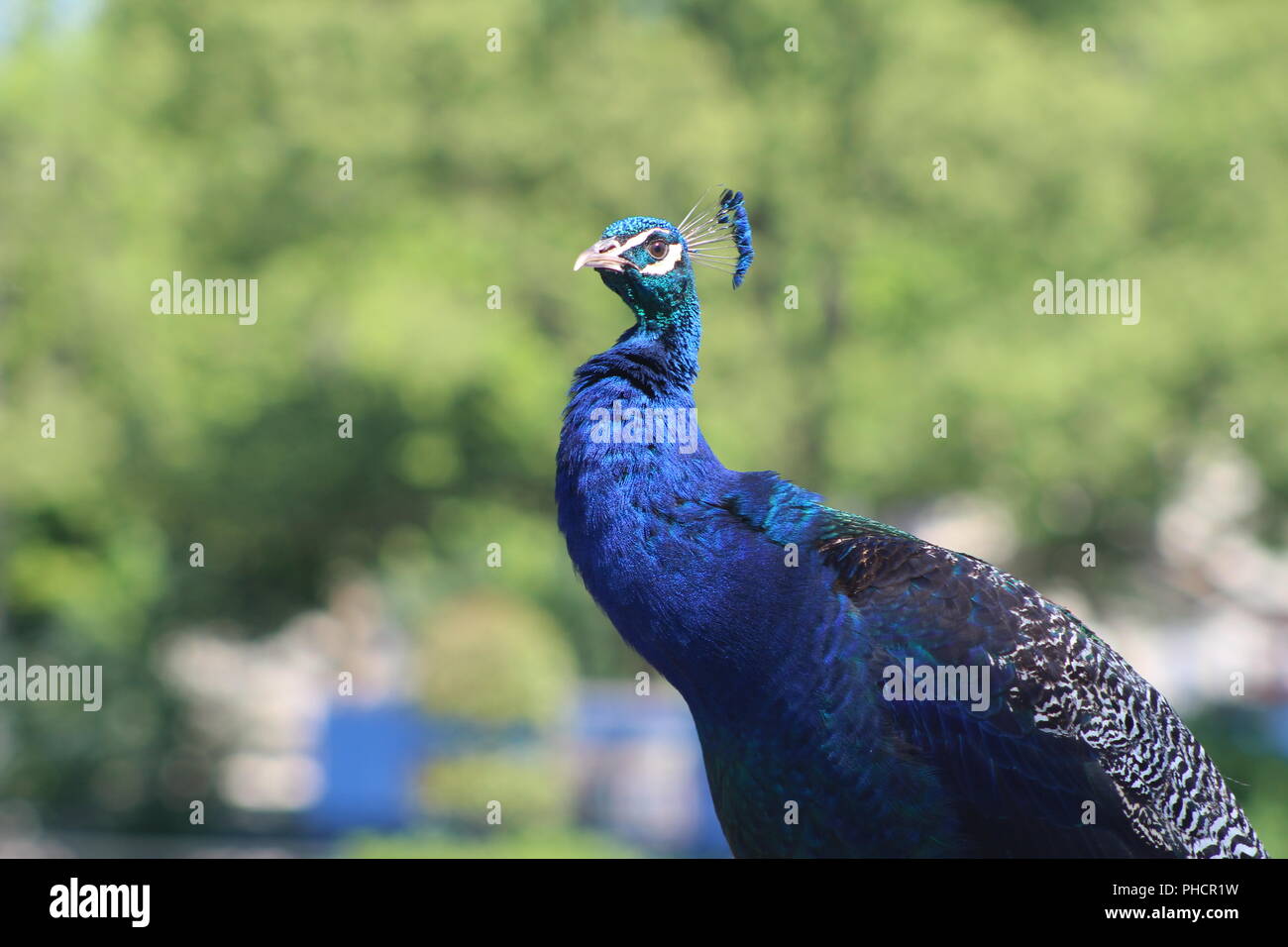 Uova di pavone immagini e fotografie stock ad alta risoluzione - Alamy
