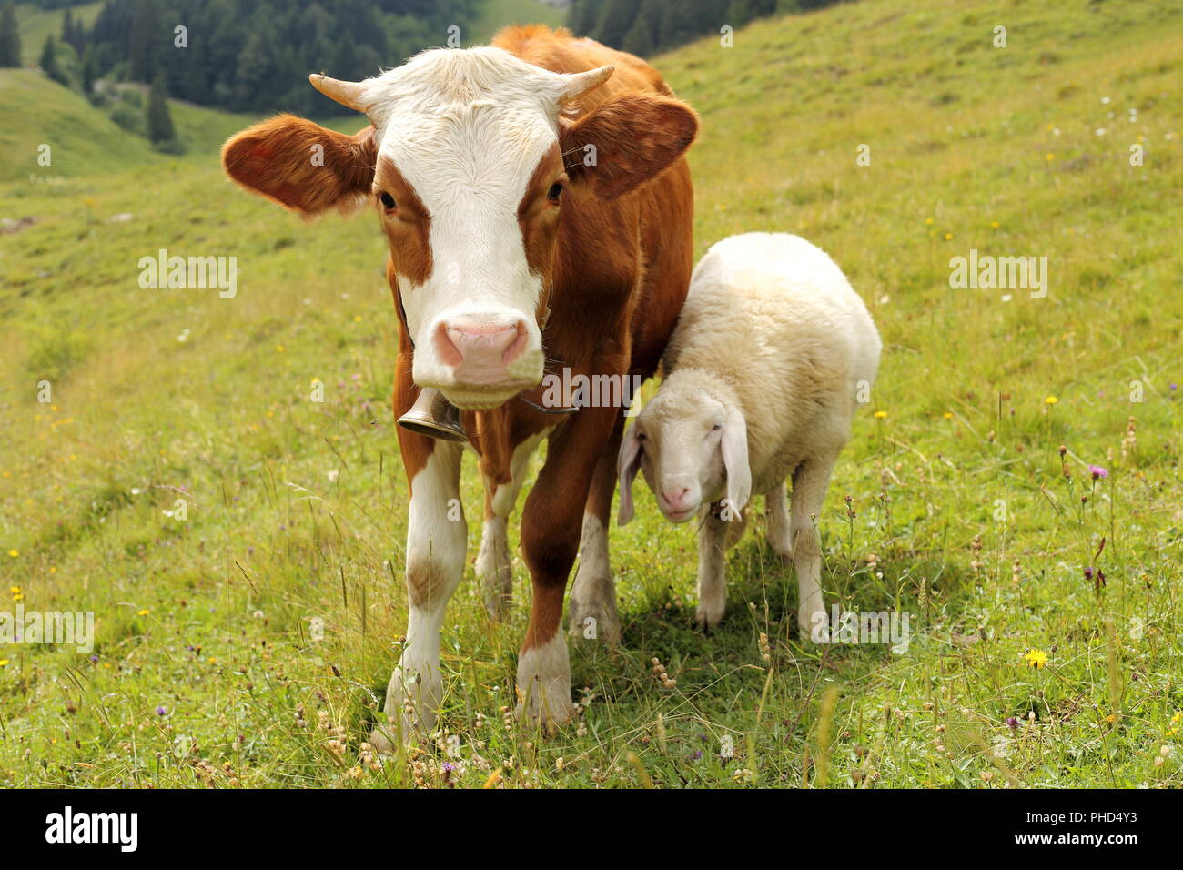 Mucca magra immagini e fotografie stock ad alta risoluzione - Alamy