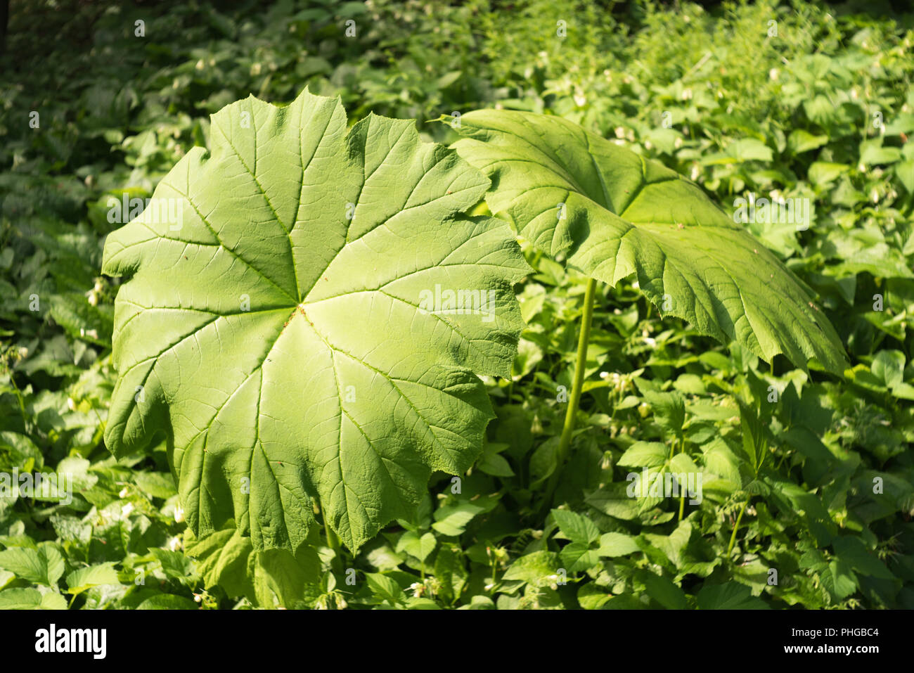 Astilboides astilboides tabularis immagini e fotografie stock ad alta ...