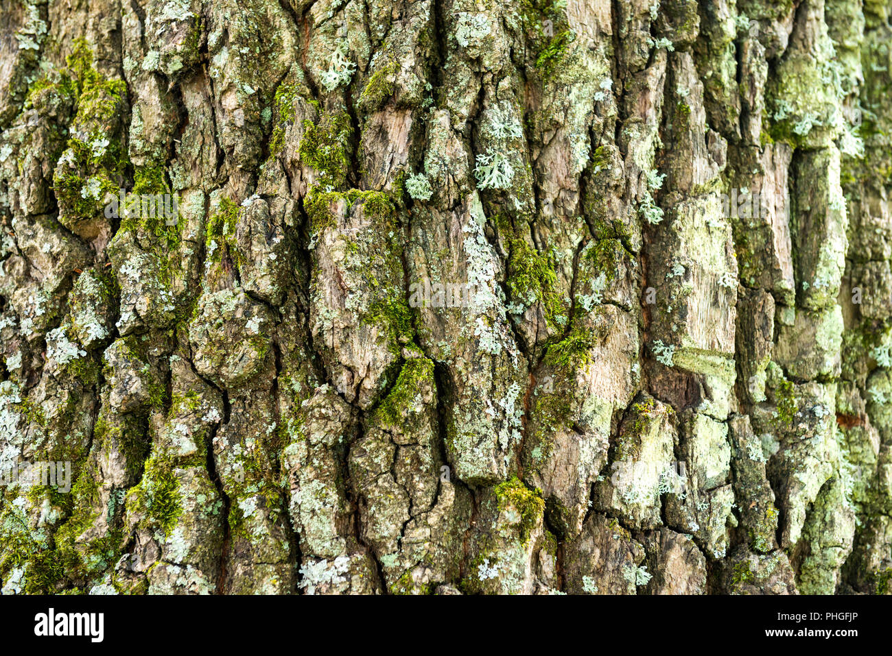 Oak bark immagini e fotografie stock ad alta risoluzione - Alamy