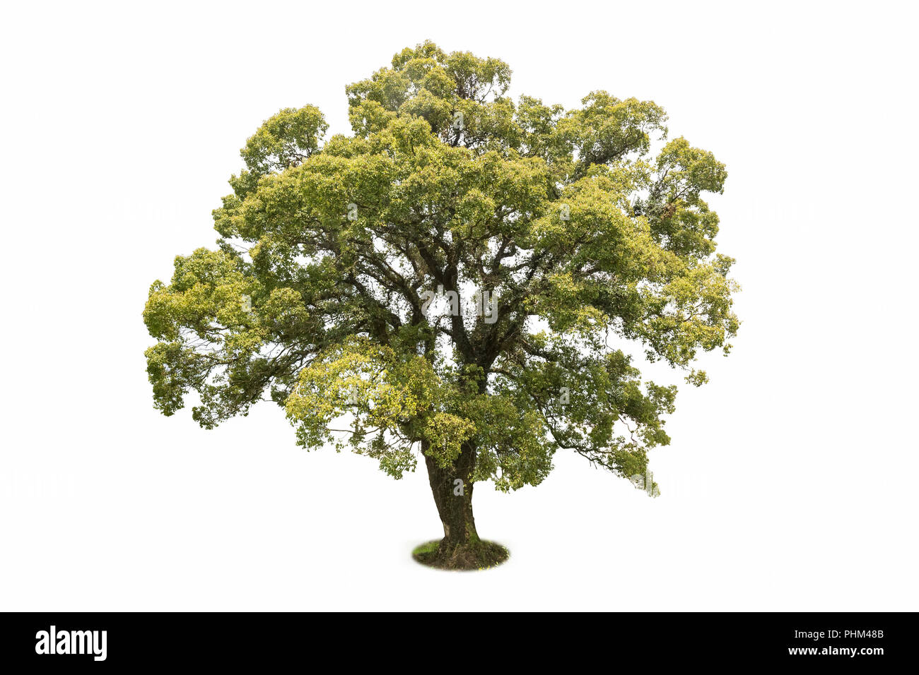 Il grande albero immagini e fotografie stock ad alta risoluzione - Alamy