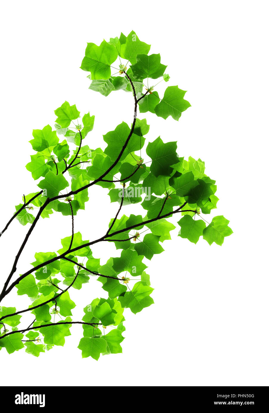 Ramo di un albero con foglie immagini e fotografie stock ad alta ...