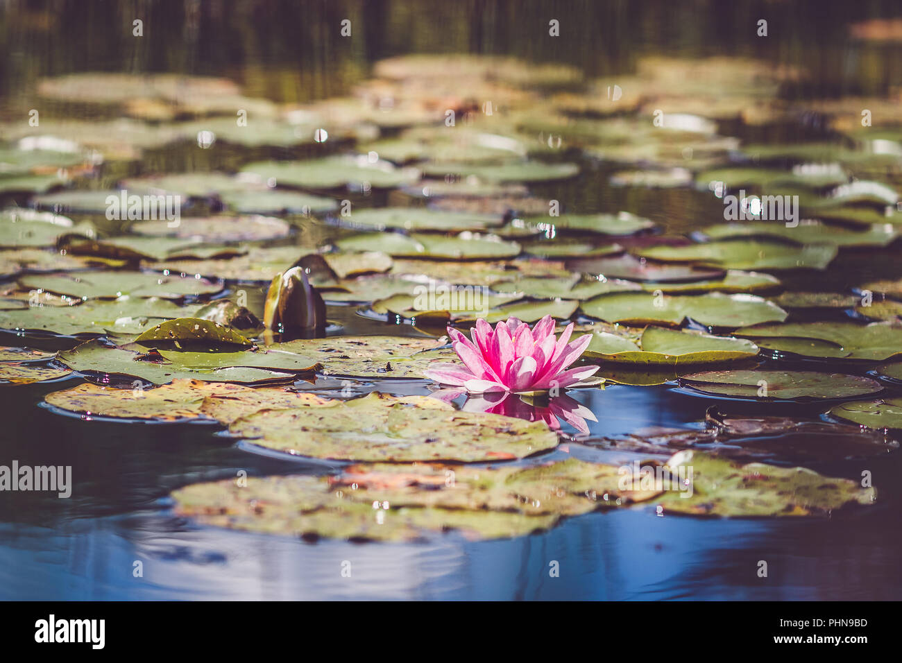 Ninfea rosa immagini e fotografie stock ad alta risoluzione - Alamy