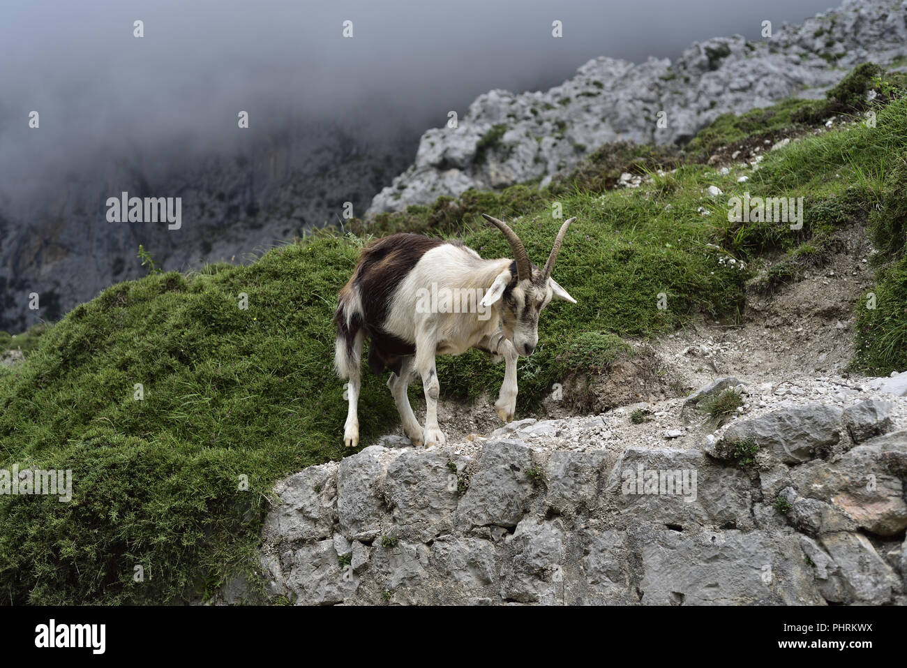 Parque nacional picos de europa immagini e fotografie stock ad alta ...
