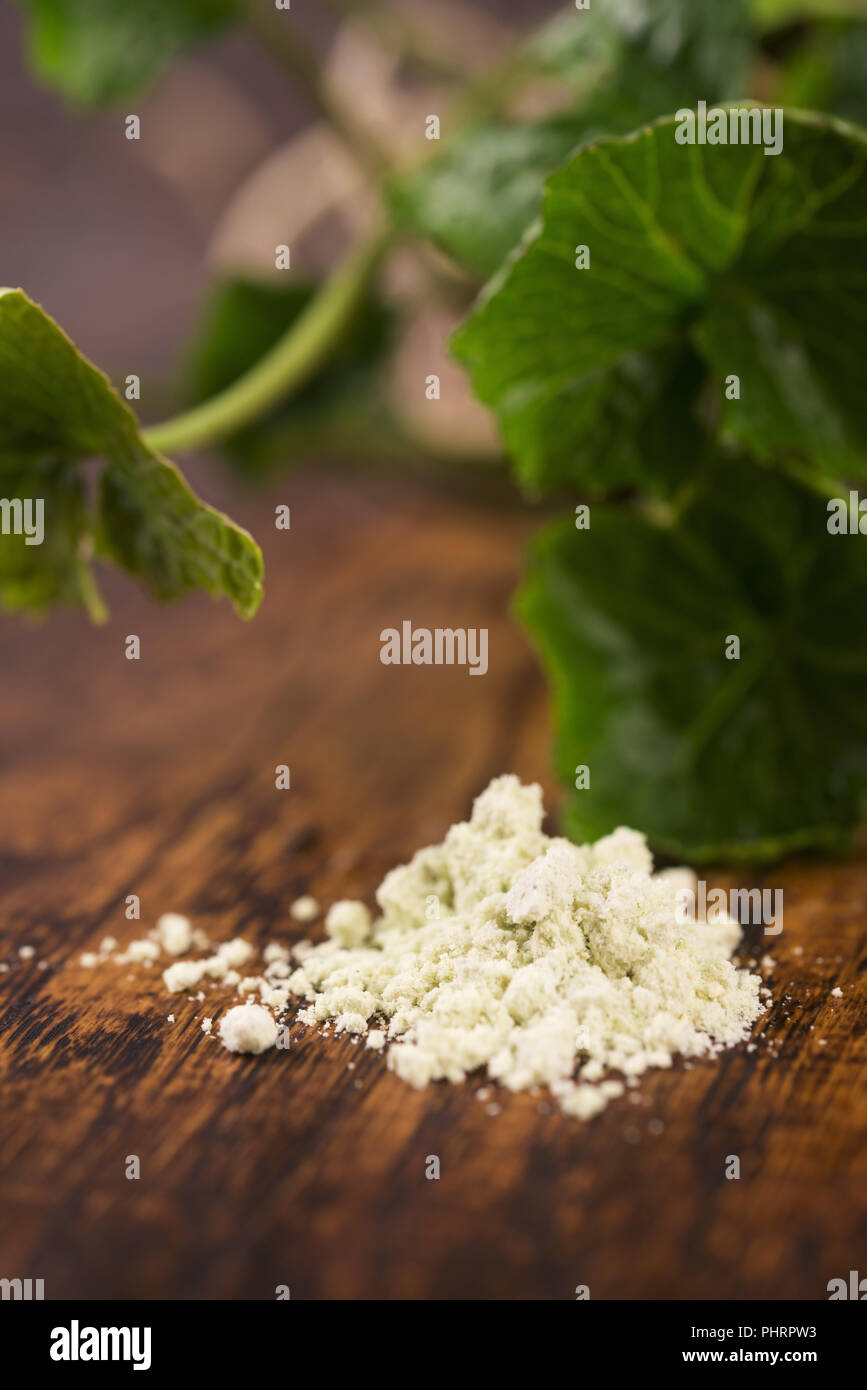 Pianta di wasabi giapponese immagini e fotografie stock ad alta ...