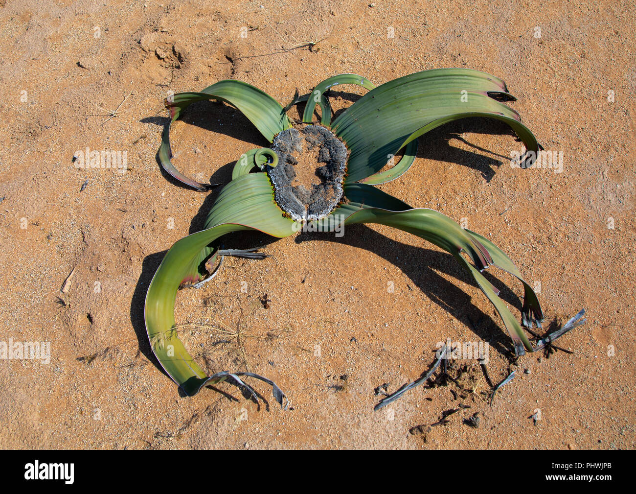 Welwitschia mirabilis immagini e fotografie stock ad alta risoluzione ...