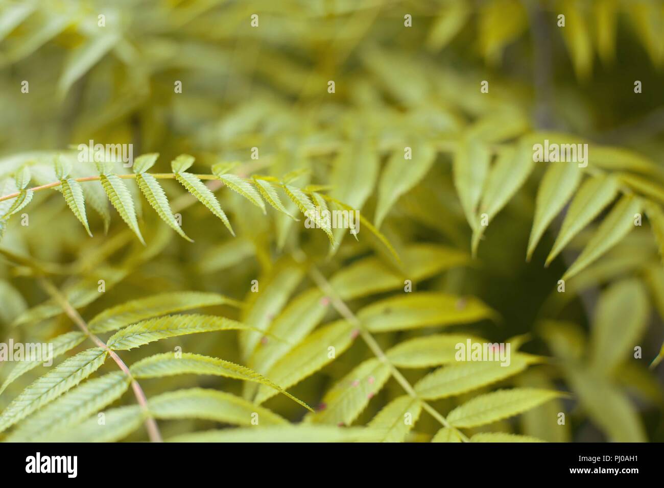 Sfondo texture foglia immagini e fotografie stock ad alta risoluzione ...