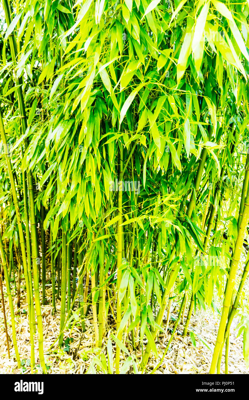 Bambù verde, piante forestali, Phyllostachys bissetii, piante di bambù ...